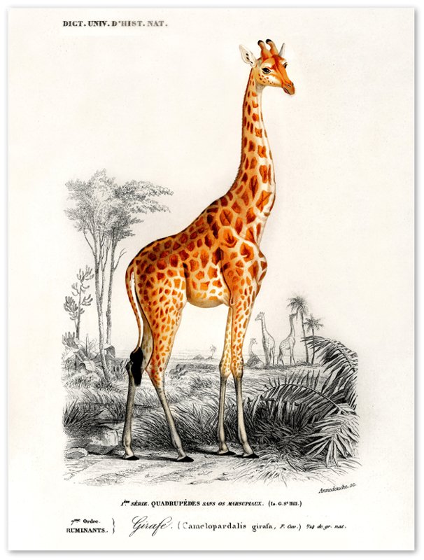 giraffe print drawing